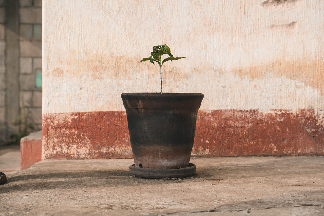 Modern Standard Coffee | Speciality Coffee Roasters Fife