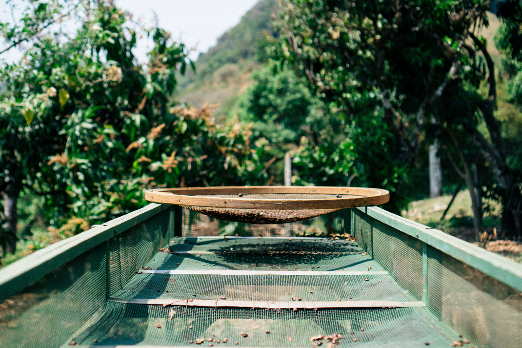 Coffee Origins Brazil | Modern Standard Coffee